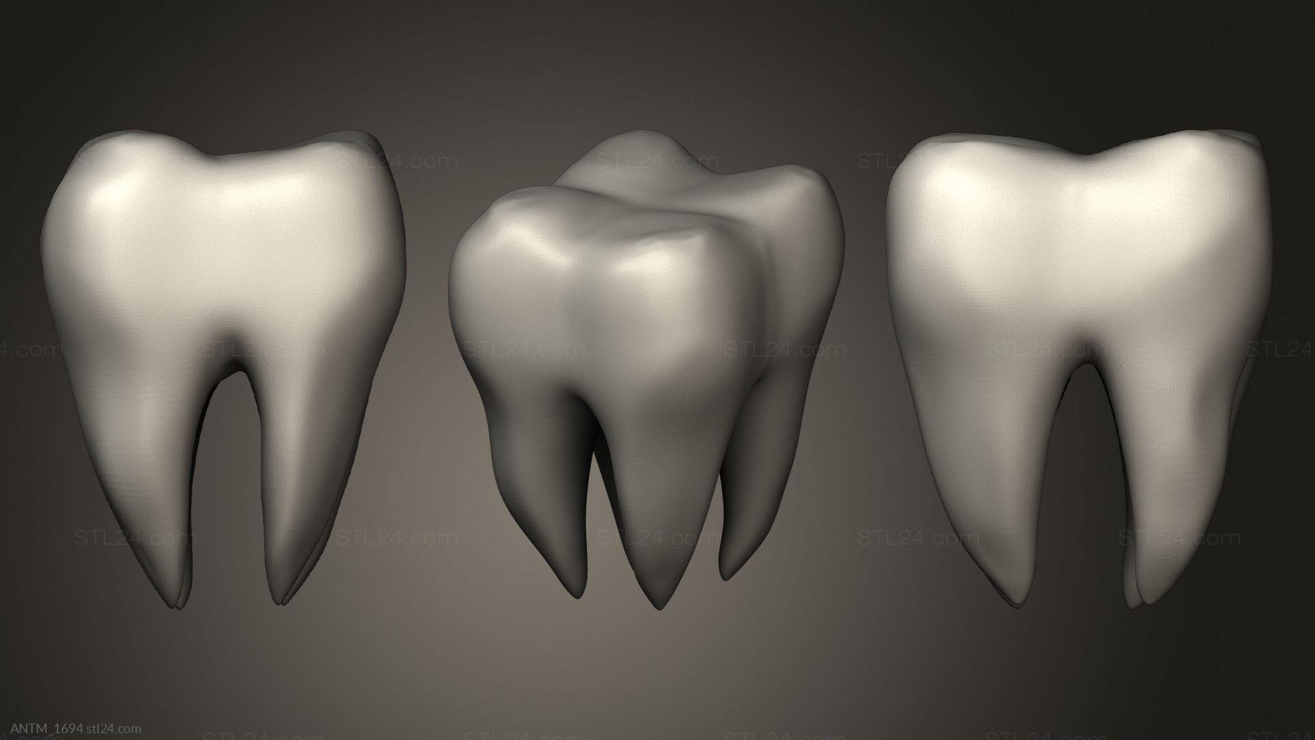 Anatomy of skeletons and skulls - tooth 16, ANTM_1694. 3D stl model for CNC